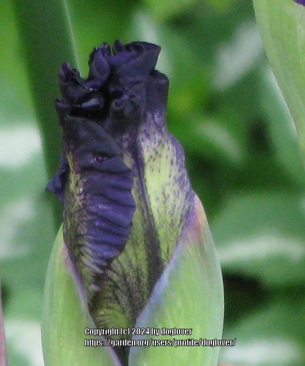 Photo of the closeup of buds, sepals and receptacles of Intermediate Bearded Iris (Iris ...
