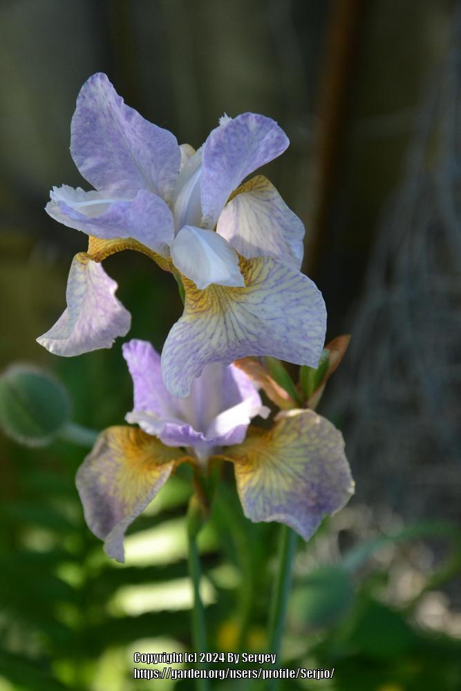 Photo of the bloom of Siberian Iris (Iris 'Salamander Crossing') posted ...