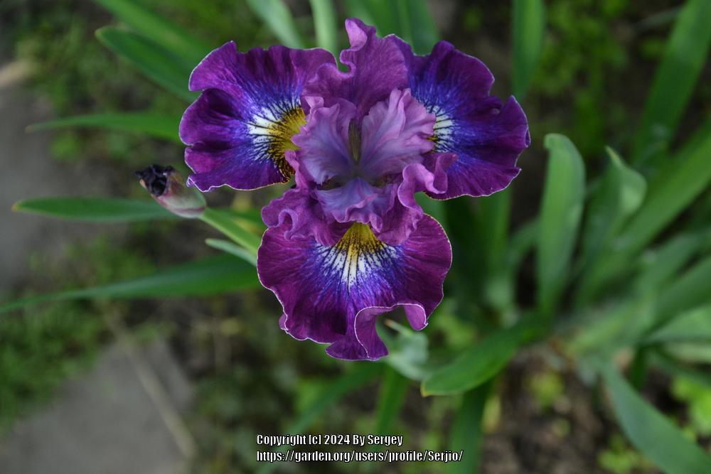Photo of the bloom of Siberian Iris (Iris 'Ruffles and Flourishes ...