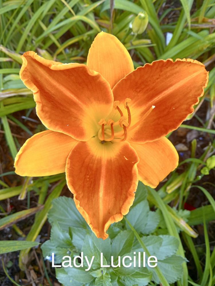 Photo of the bloom of Daylily (Hemerocallis 'Lady Lucille by Blooms of ...
