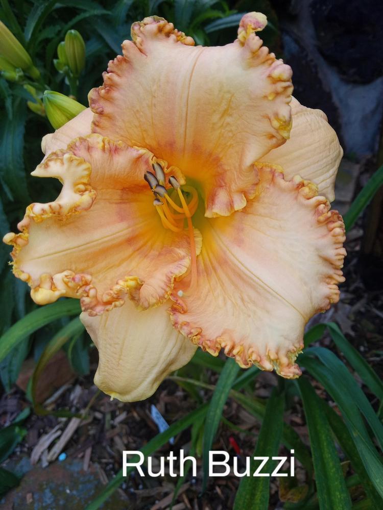 Daylily (Hemerocallis 'Ruth Buzzi') in the Daylilies Database - Garden.org