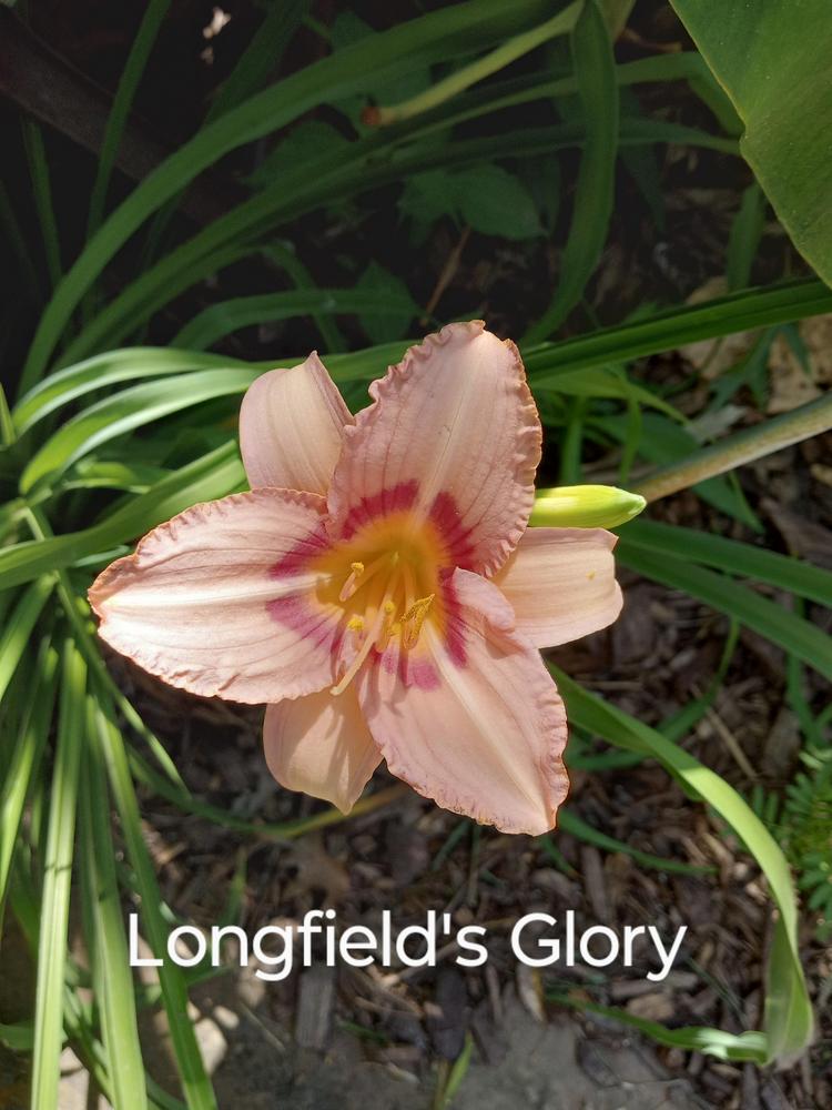 Photo of the bloom of Daylily (Hemerocallis 'Longfields Glory') posted ...