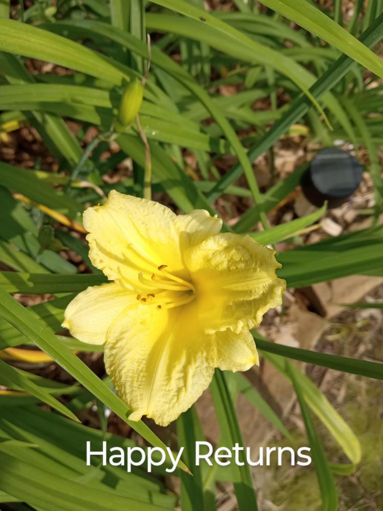 Photo of the bloom of Daylily (Hemerocallis 'Happy Returns') posted by ...