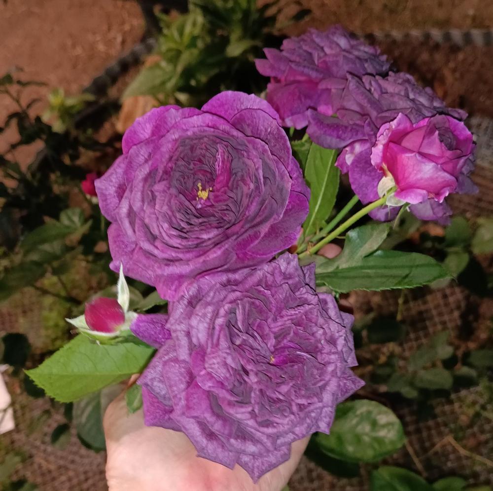 Photo of the bloom of Rose (Rosa 'Ebb Tide') posted by Daisysdaughter ...