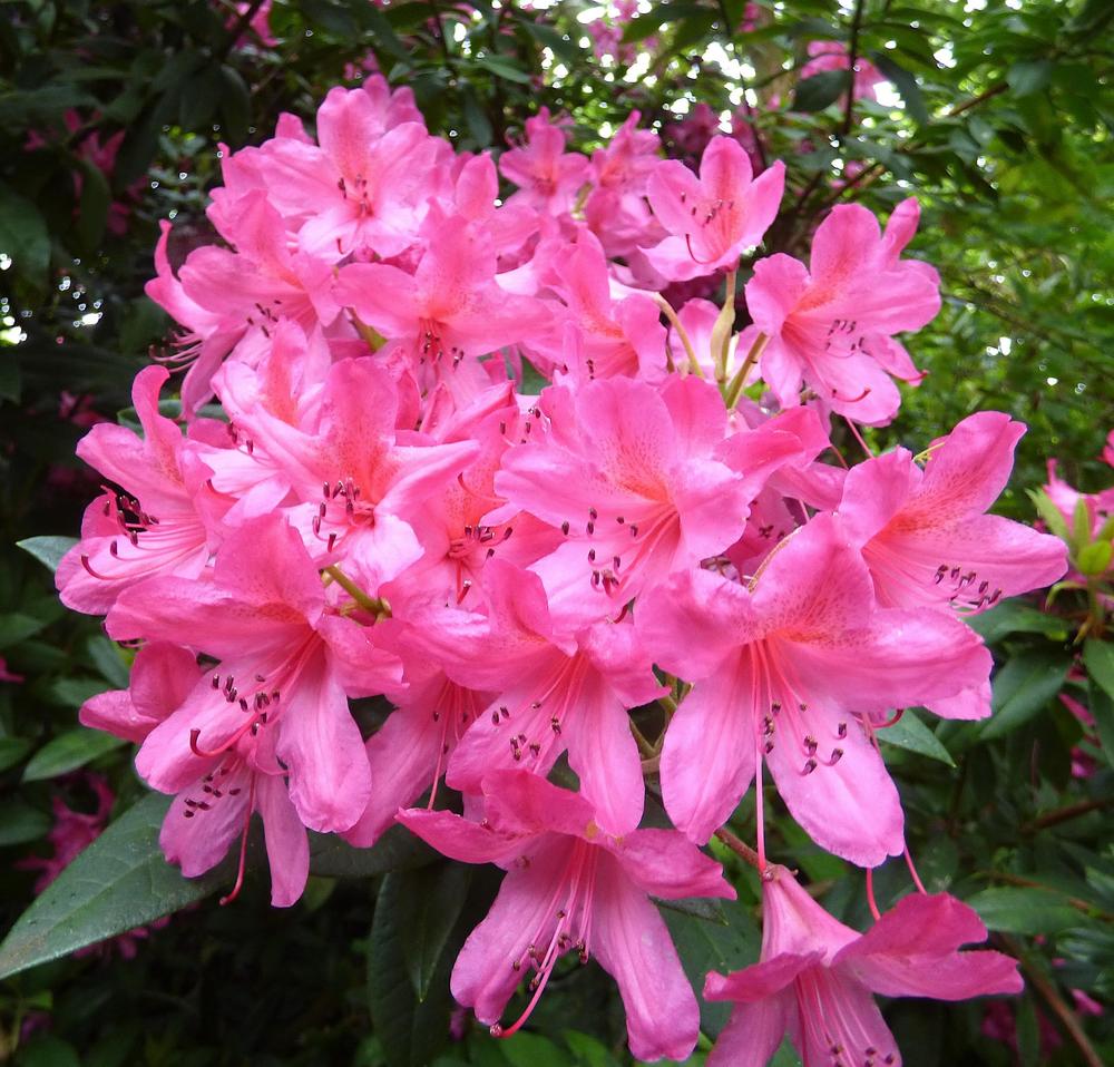 Photo of the bloom of Rhododendron 'Anna Rose Whitney' posted by KGFerg ...