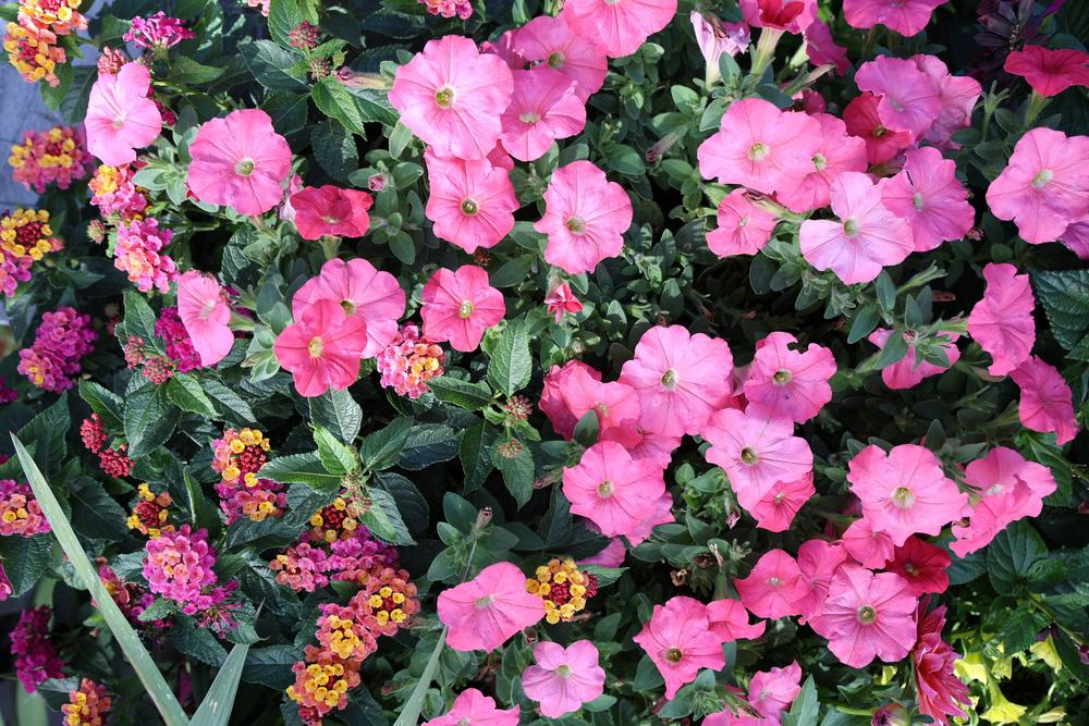 Photo of the entire plant of Milliflora Spreading/Trailing Petunia ...