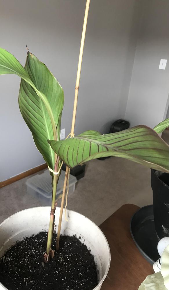 I don't know the name of this plant. What is it? I think it is an ...