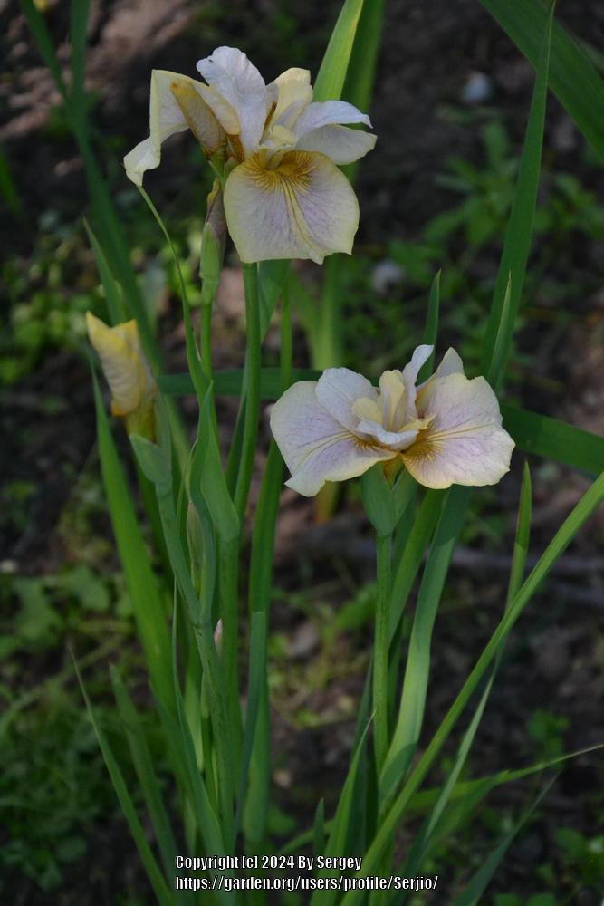 Siberian Iris (Iris 'Lemon Veil') in the Irises Database - Garden.org