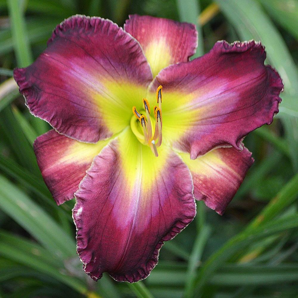 Photo of the bloom of Daylily (Hemerocallis 'Kennesaw Raspberry Sorbet ...