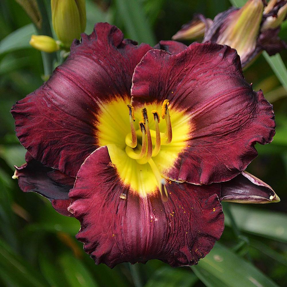 Photo of the bloom of Daylily (Hemerocallis 'Paint It Black') posted by DuluthDaylily - Garden.org