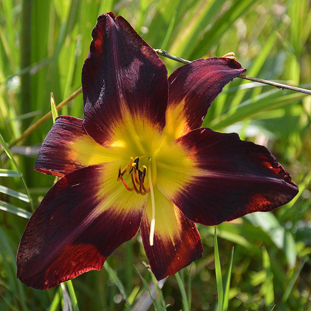 Photo of the bloom of Daylily (Hemerocallis 'Persian Ruby') posted by ...