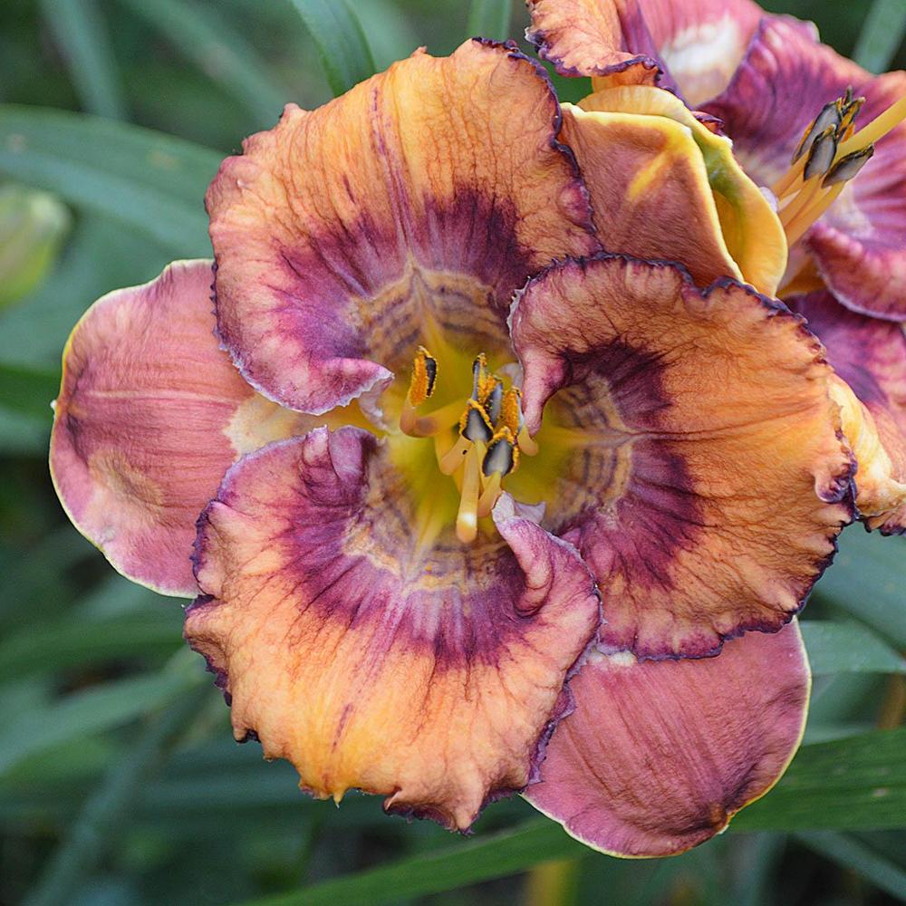 Photo of the bloom of Daylily (Hemerocallis 'Pattern Recognition ...