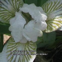 Photo of the bloom of Standard Dwarf Bearded Iris (Iris 'Snow Tree ...