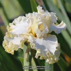 Photo of the bloom of Tall Bearded Iris (Iris 'Absolute Truth') posted ...