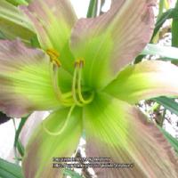 Photo of the bloom of Daylily (Hemerocallis 'Prague Spring') posted by ...