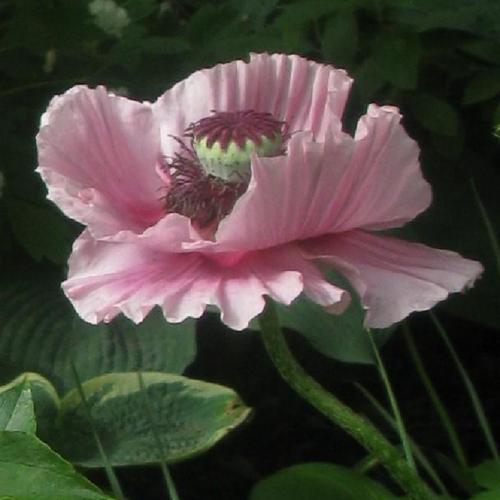 Oriental Poppy (Papaver orientale 'Ruffled Patty') in the Poppies ...