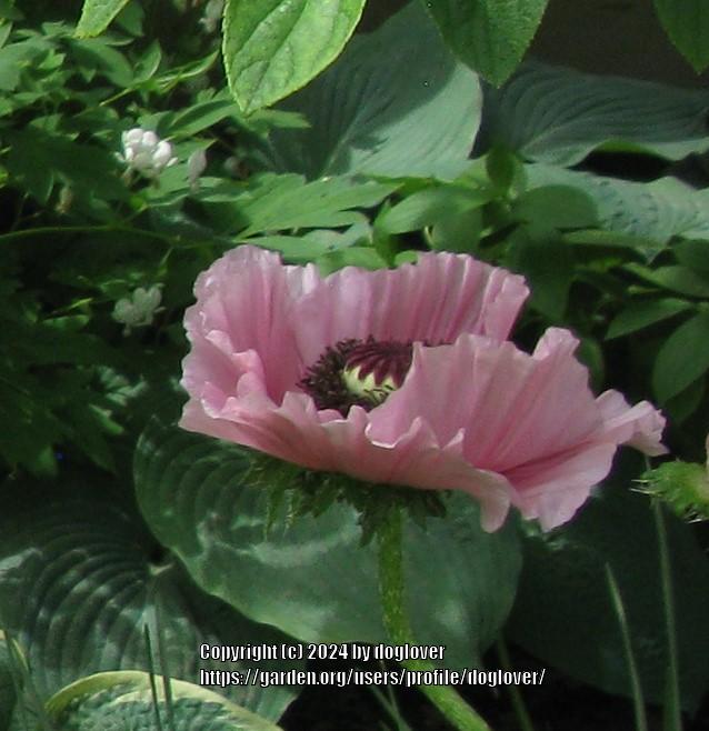 Photo of the bloom of Oriental Poppy (Papaver orientale 'Ruffled Patty ...