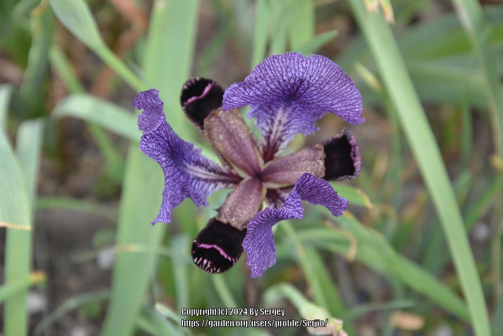 Photo of the bloom of Species Iris (Iris paradoxa) posted by Serjio ...