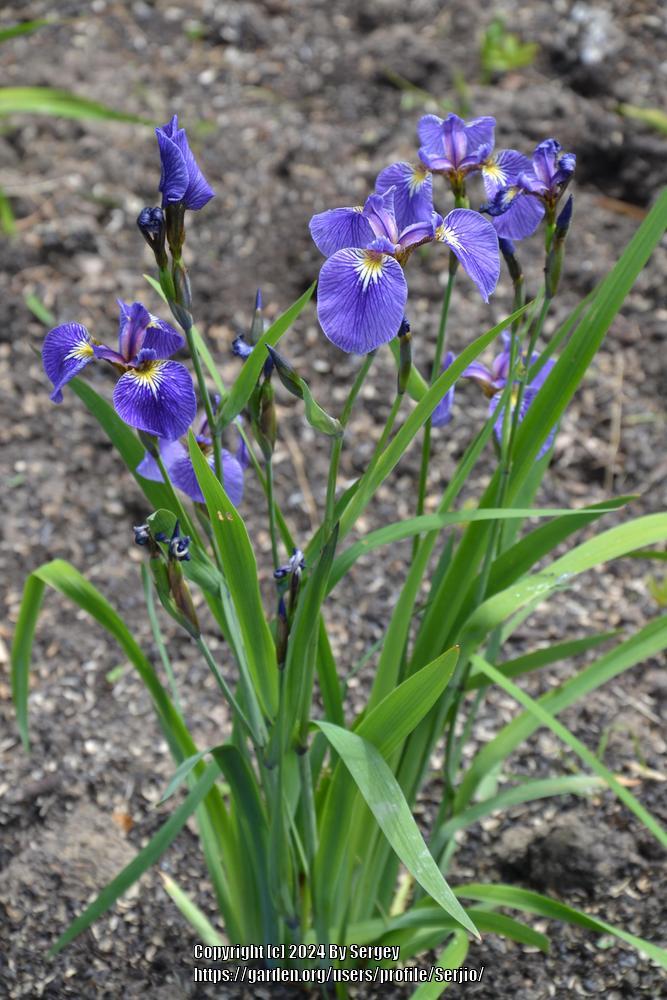Photo of the bloom of Species Iris (Iris setosa) posted by Serjio - Garden.org