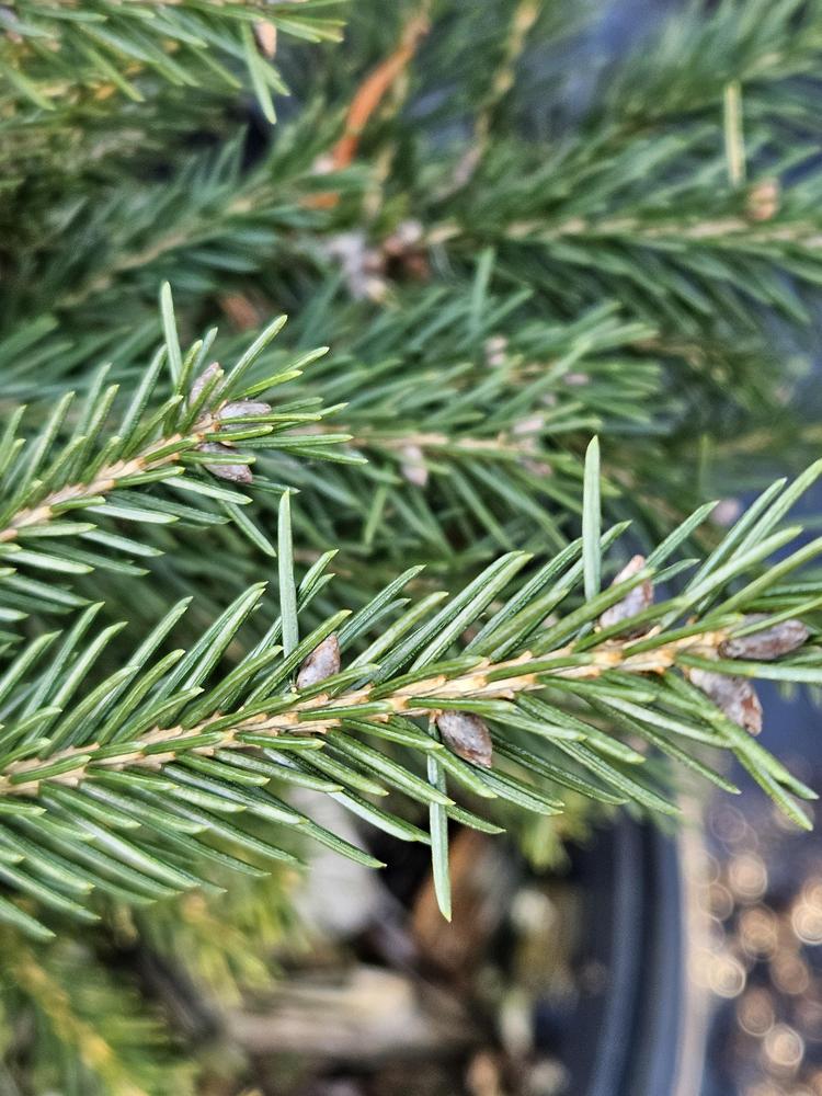 Photo of the leaves of Siberian Spruce (Picea obovata 'Chris Nova ...