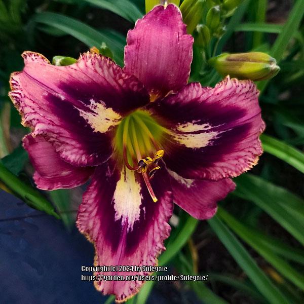 Daylily (Hemerocallis 'Amazon Rain') in the Daylilies Database - Garden.org