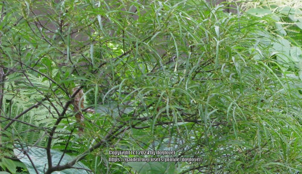 Photo of the leaves of Alder Buckthorn (Frangula alnus subsp. alnus ...