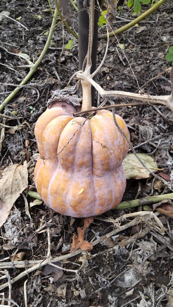 Photo of the fruit of Pumpkin (Cucurbita moschata 'Shishigatani ...