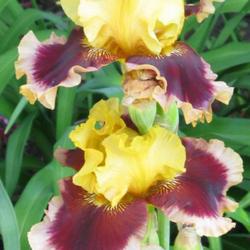 Tall Bearded Iris (Iris 'Mastery') in the Irises Database - Garden.org