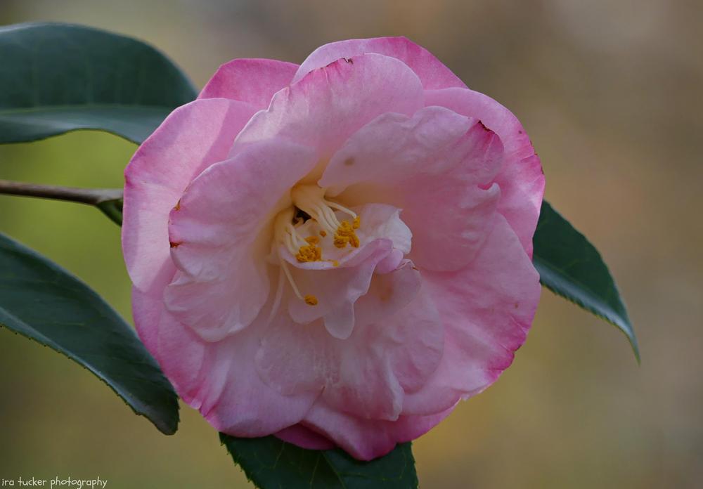 Japanese Camellia (Camellia japonica Ice Angels® April Remembered) in ...