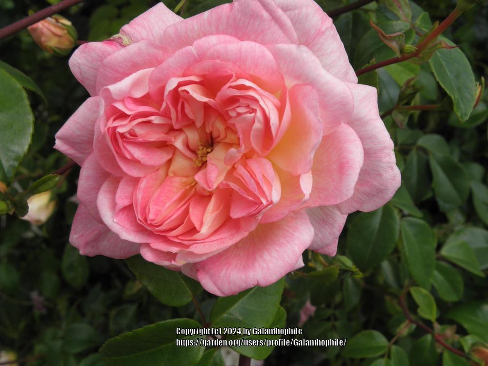 Rose (Rosa 'Rene Andre') in the Roses Database - Garden.org