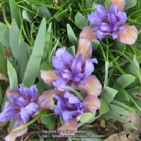Photo of the bloom of Standard Dwarf Bearded Iris (Iris 'Wizard of Hope') posted by doglover ...