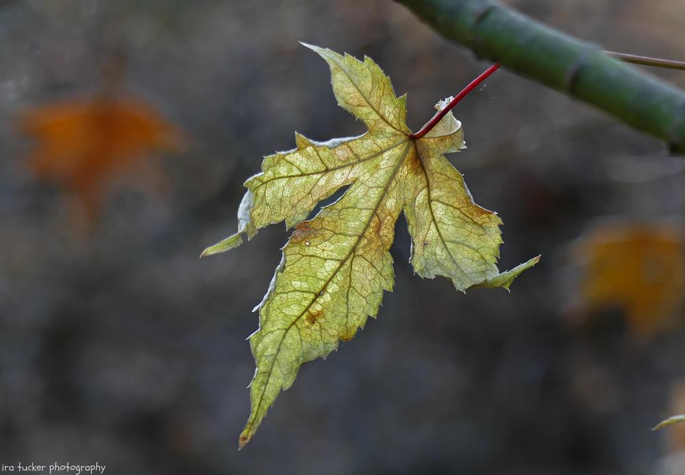 Japanese Maple (Acer palmatum var. amoenum 'Satsuki Beni') - Garden.org