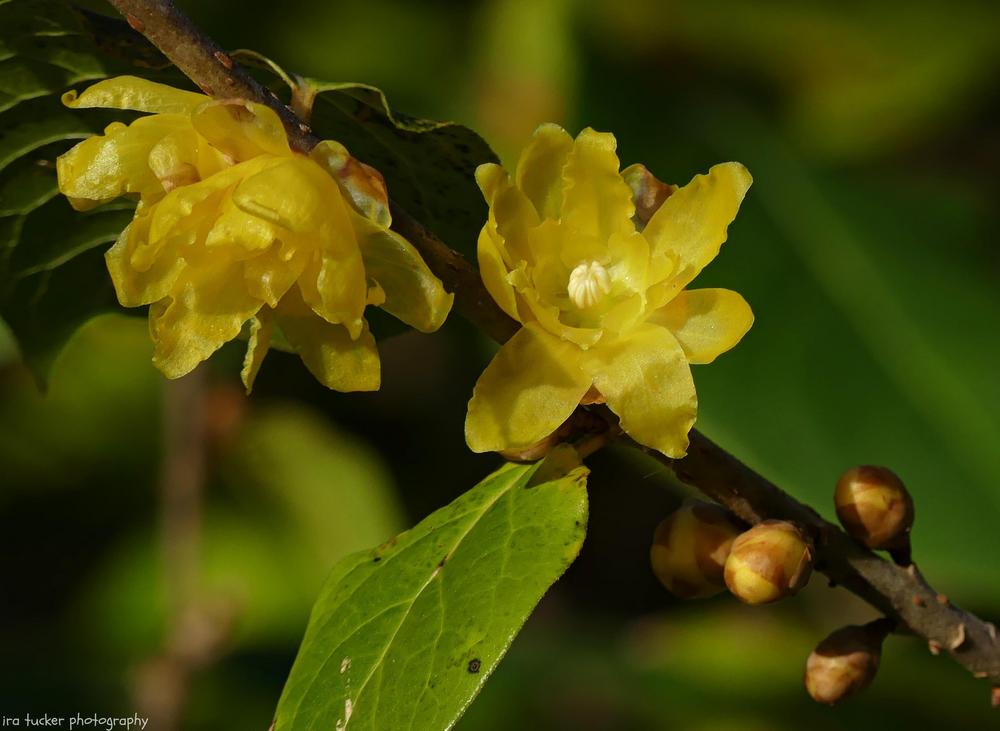 Photo of the bloom of Fragrant Wintersweet Tree (Chimonanthus praecox ...