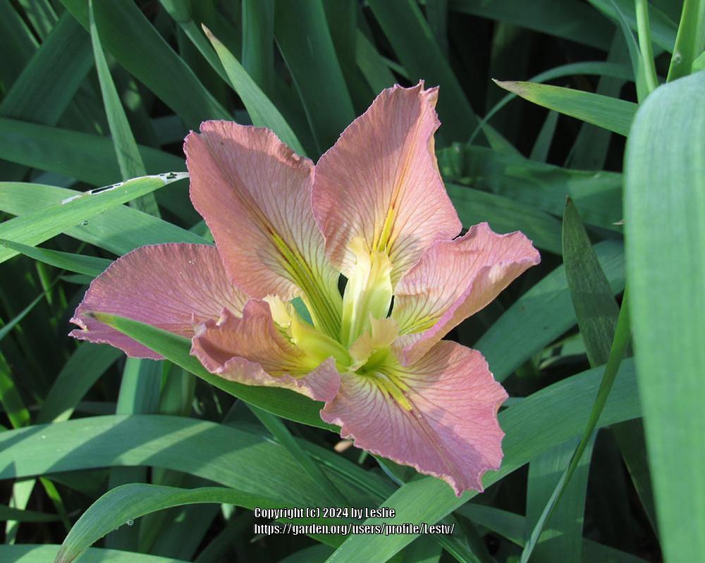 Louisiana Iris (Iris 'Duck Lady') in the Irises Database - Garden.org