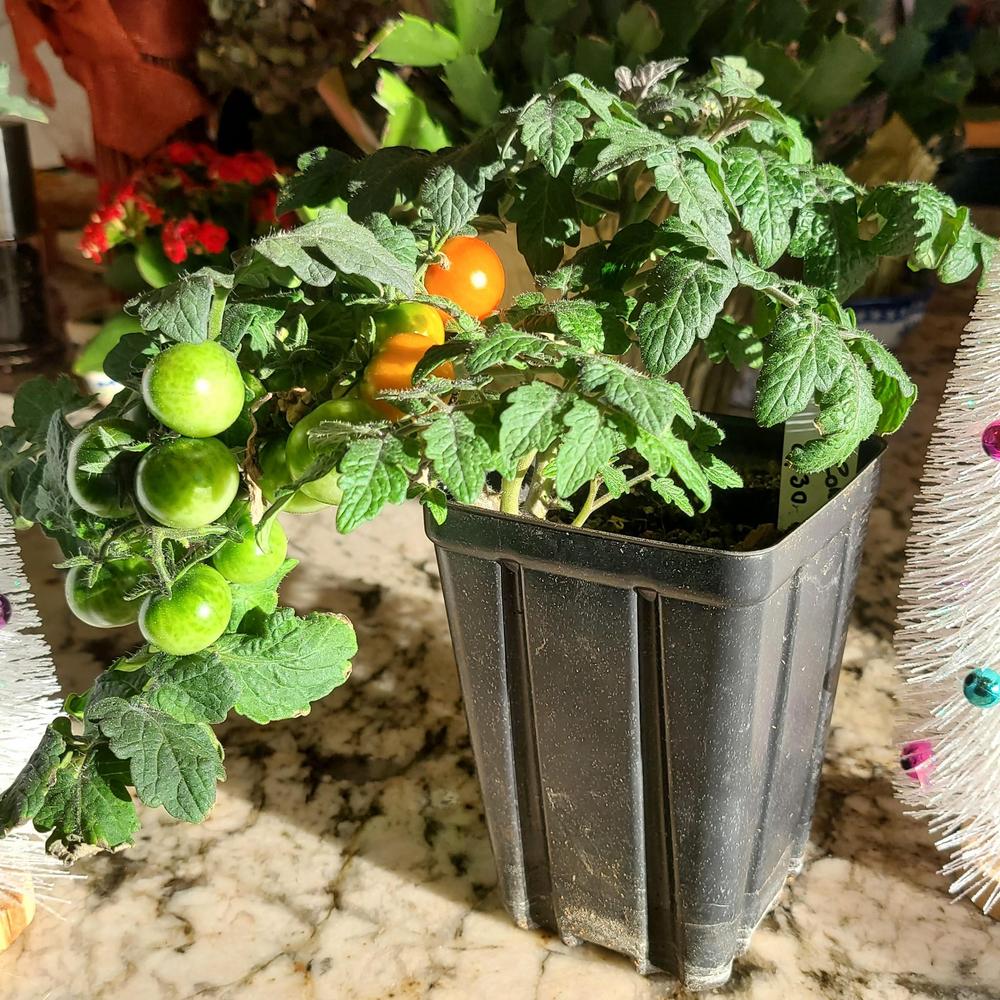 Photo of the entire plant of Tomato (Solanum lycopersicum 'Red Robin ...