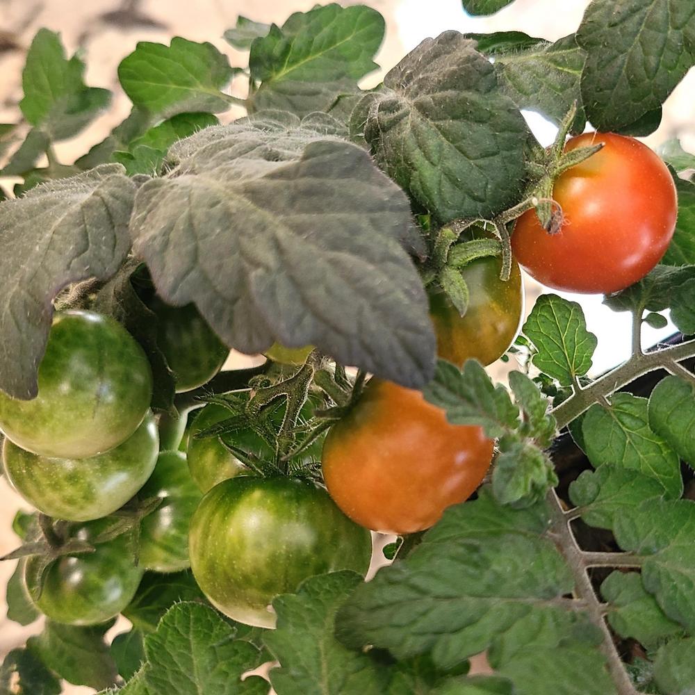 Photo of the fruit of Tomato (Solanum lycopersicum 'Red Robin') posted ...