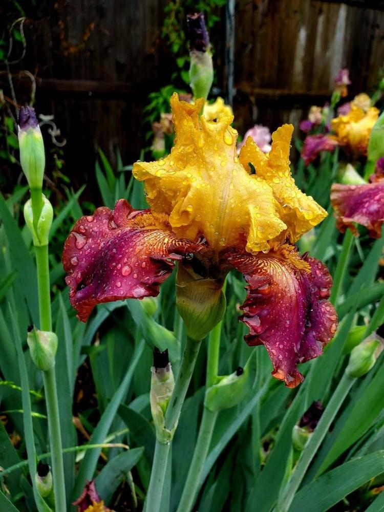 Photo of the bloom of Tall Bearded Iris (Iris 'Class Clown') posted by ...