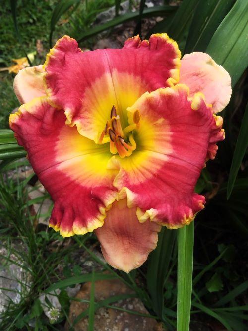 Photo of the bloom of Daylily (Hemerocallis 'Hit the High Notes ...
