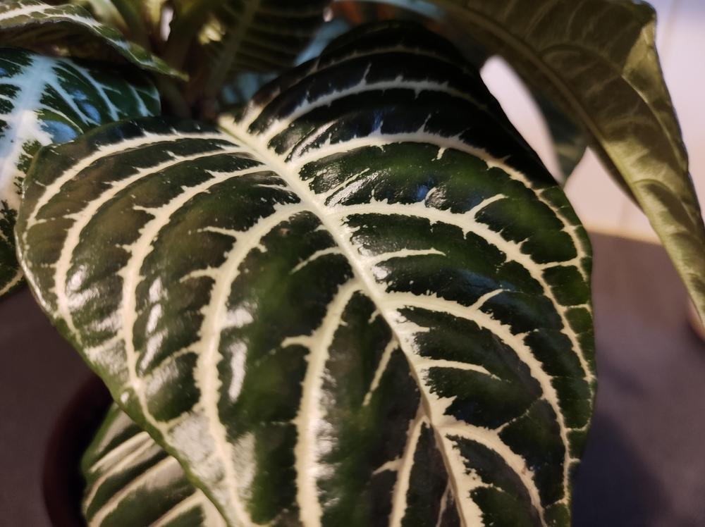 Photo of the leaves of Zebra Plant (Aphelandra squarrosa 'Dania ...