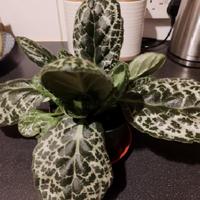 Photo of the entire plant of Cape Primrose (Primulina dryas 'Pretty ...