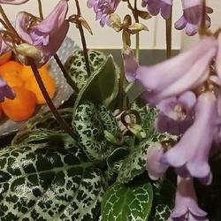 Photo of the entire plant of Asian Violet (Primulina dryas 'Pretty ...
