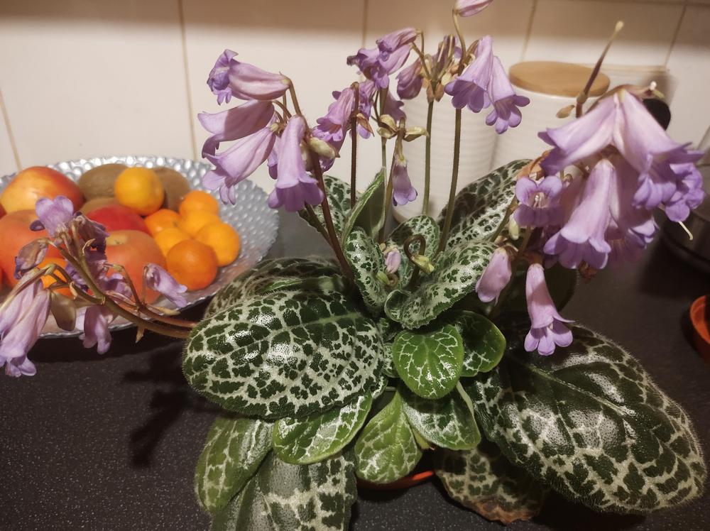 Cape Primrose (Primulina dryas 'Pretty Turtle') - Garden.org