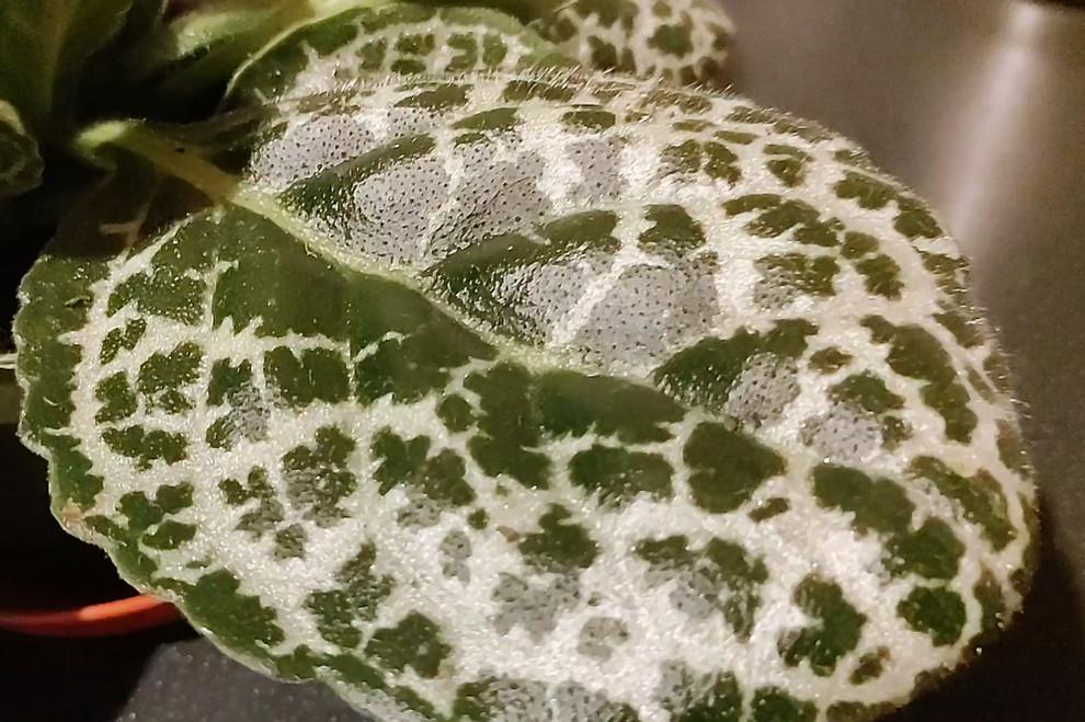 Photo of the leaves of Asian Violet (Primulina dryas 'Pretty Turtle ...