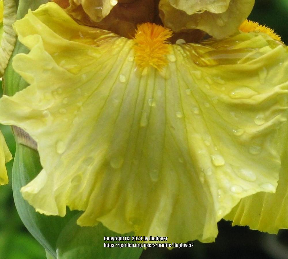 Photo of the closeup of buds, sepals and receptacles of Tall Bearded ...