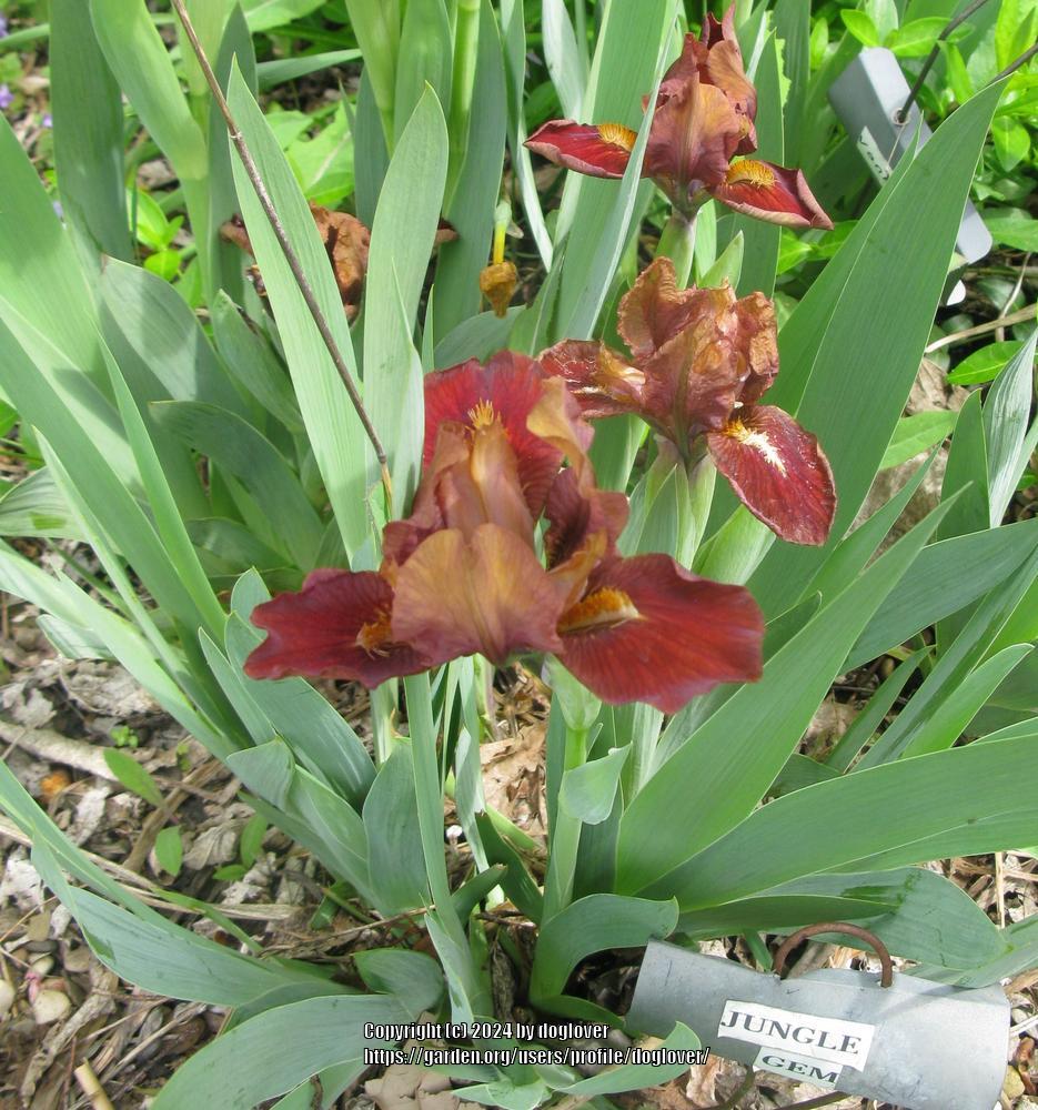 Photo of the bloom of Standard Dwarf Bearded Iris (Iris 'Jungle Gem') posted by doglover ...