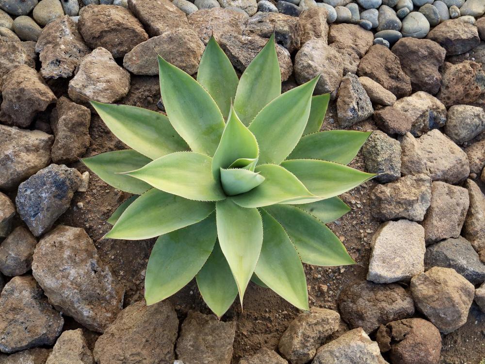 Century Plant (Agave mitis) in the Agaves Database - Garden.org