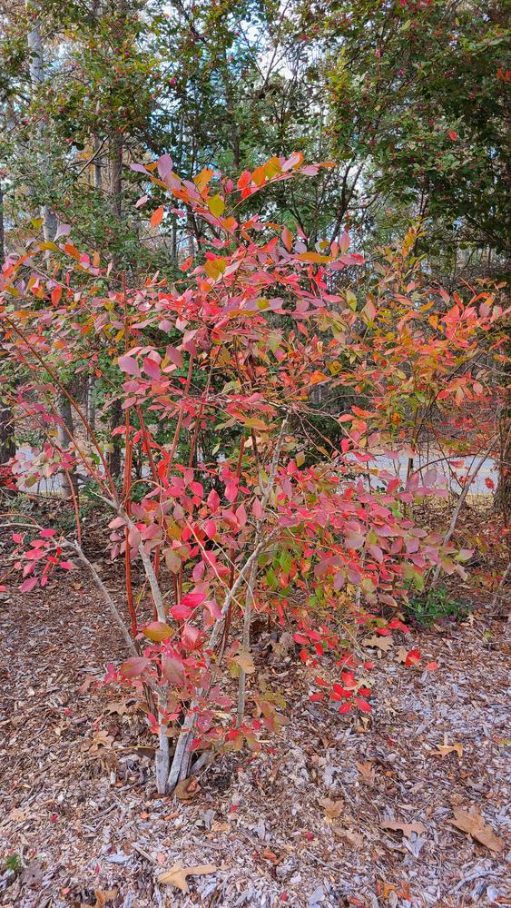 Photo of the fall color of Blueberries (Vaccinium) posted by LoriMT ...