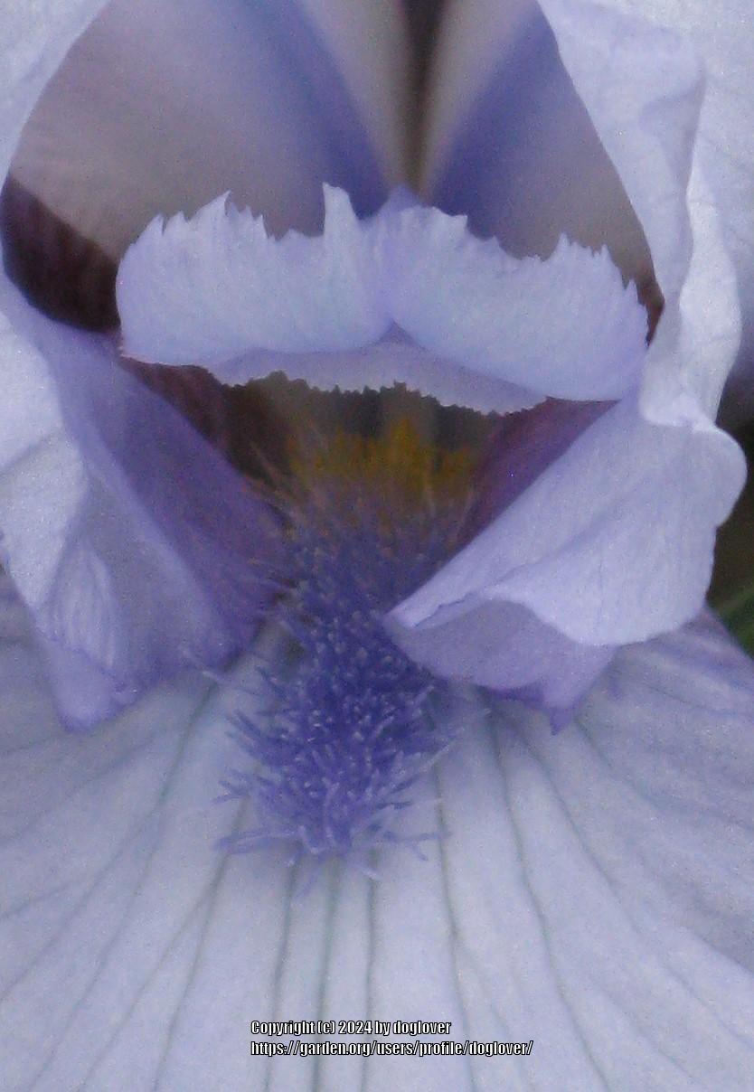 Photo of the closeup of buds, sepals and receptacles of Intermediate Bearded Iris (Iris 'Az Ap ...