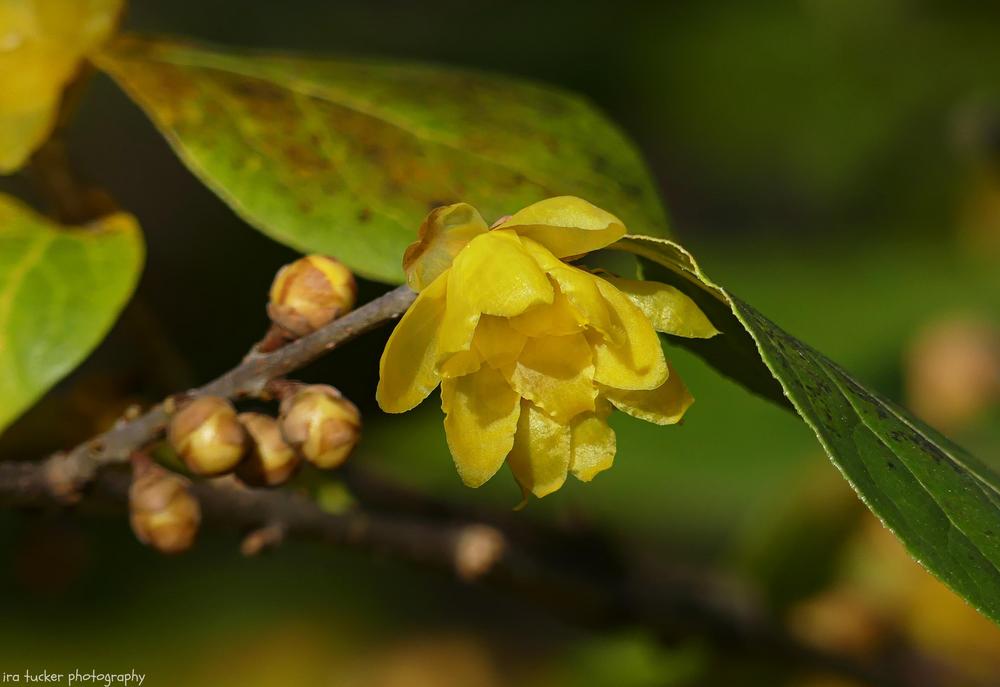 Photo of the bloom of Fragrant Wintersweet Tree (Chimonanthus praecox ...