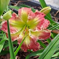 Photo of the bloom of Daylily (Hemerocallis 'Exotic Ruby') posted by ...